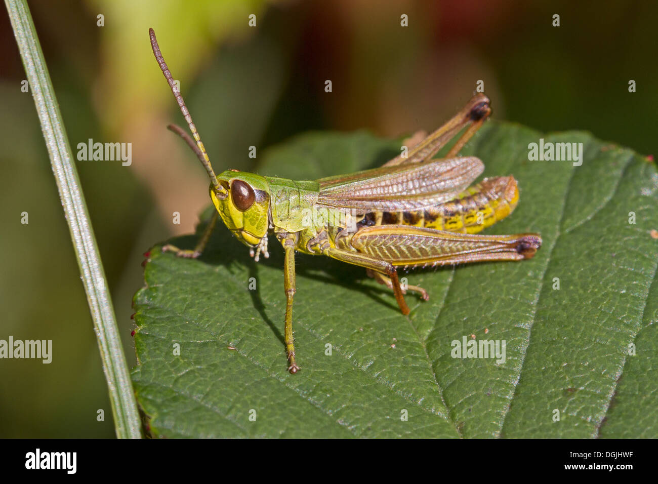 Common Green Grasshopper Stock Photo - Alamy