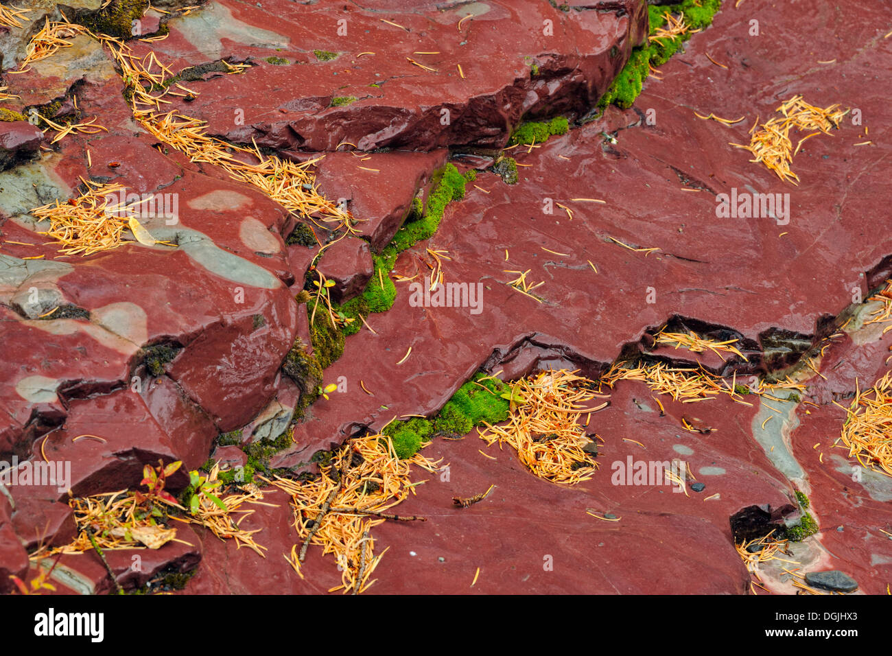 Argillite sedimentary mineral layers in Lost Horse Creek Waterton Lakes ...