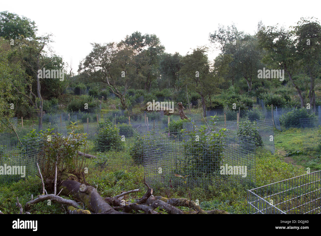 Regenerating Hazel Coppice Woodland, Yorkshire Dales, UK Stock Photo ...