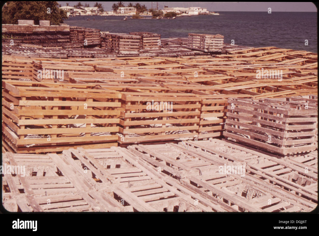 During the off-season, lobster traps used by fishermen on Conch Key are ...