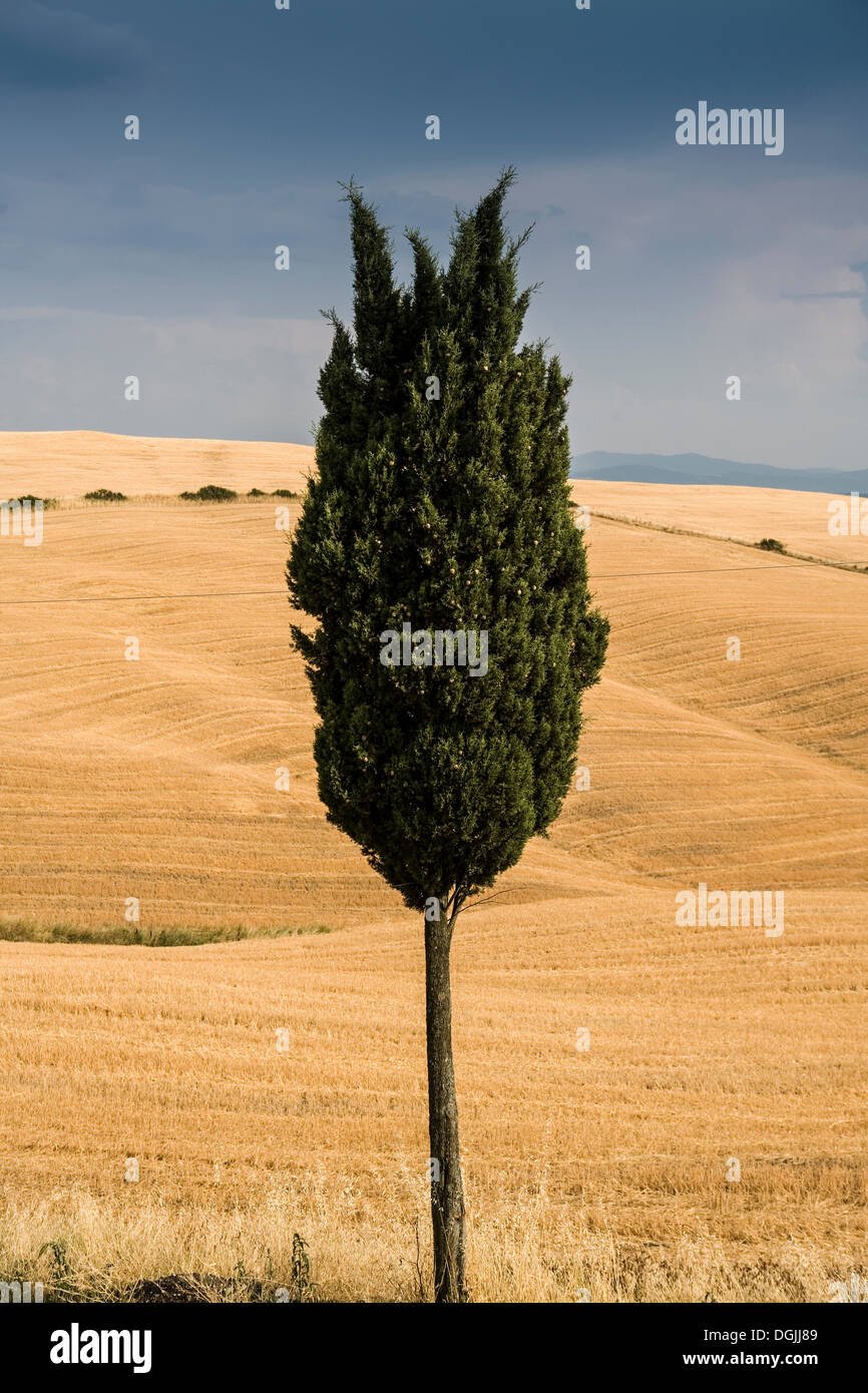 Lone cypress tree in Tuscan landscape, Italy Stock Photo - Alamy