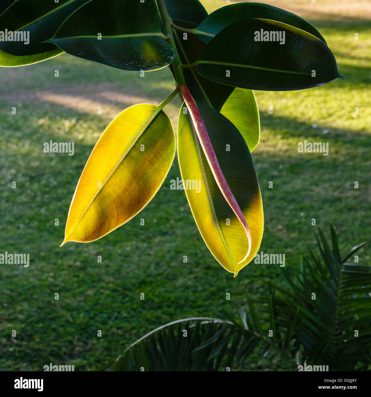 Yellow leaves of a ficus Stock Photo - Alamy