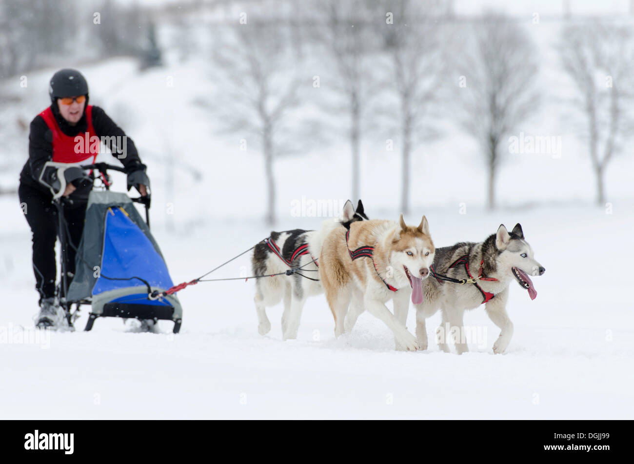 Musher running, steering a dog sled, dog sled team, Harz, Clausthal ...