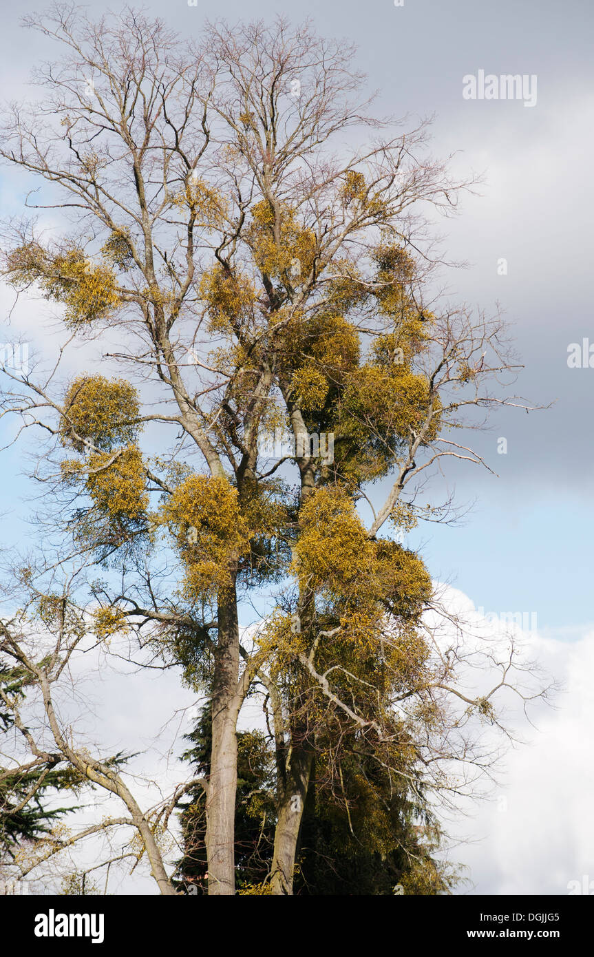 BUNCHES OF MISTLETOE VISCUM ALBUM GROWING IN TREE BRANCHES Stock Photo ...
