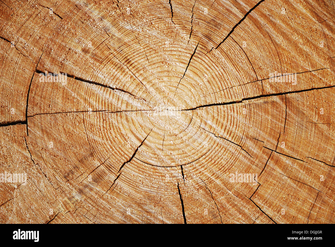 Woody stem cross section hi-res stock photography and images - Alamy