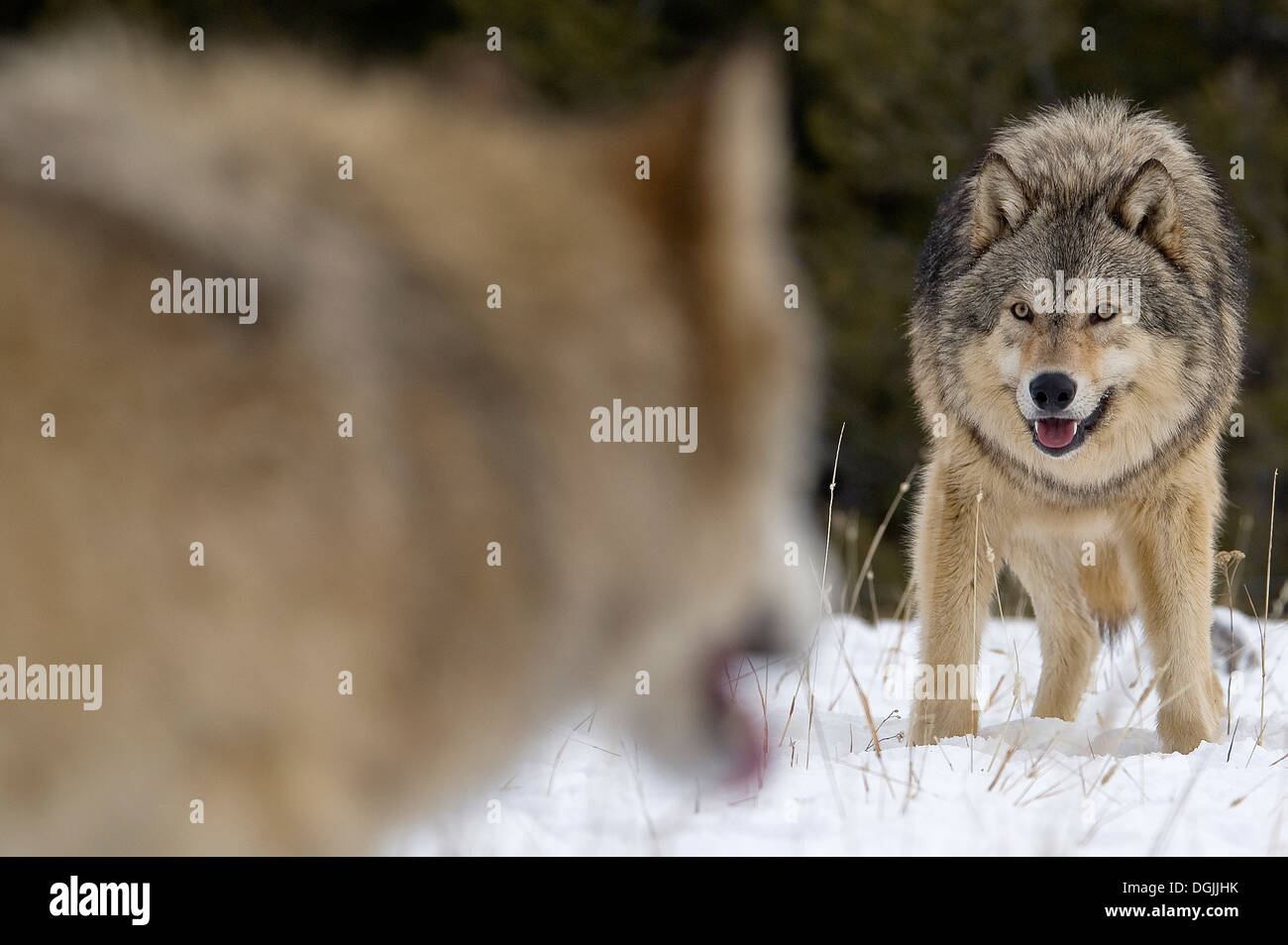 Alpha male Gray Wolf (Canis lupus) Grey Wolf confrontation with beta ...