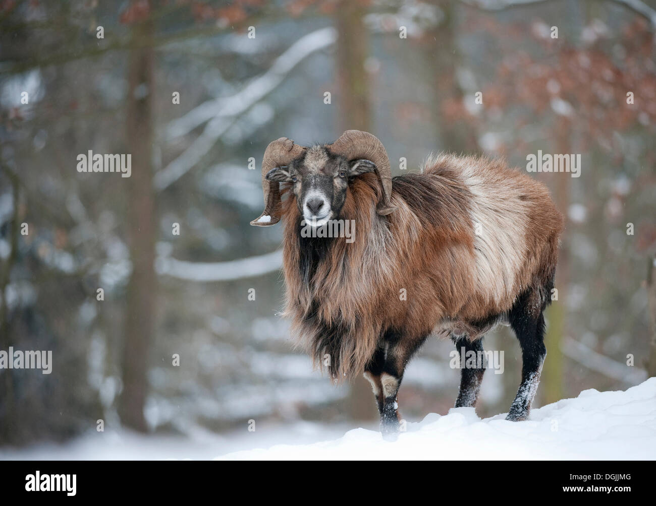 Capped ram hi-res stock photography and images - Alamy