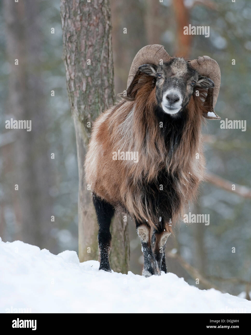 Ram (Ovis) in winter Stock Photo - Alamy