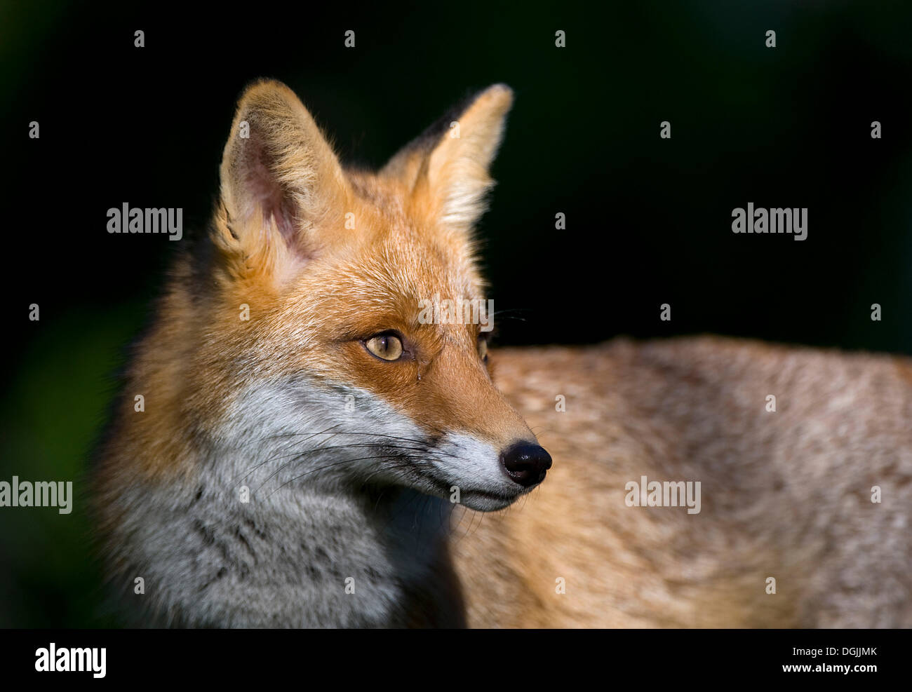 Red fox (Vulpes vulpes Stock Photo - Alamy
