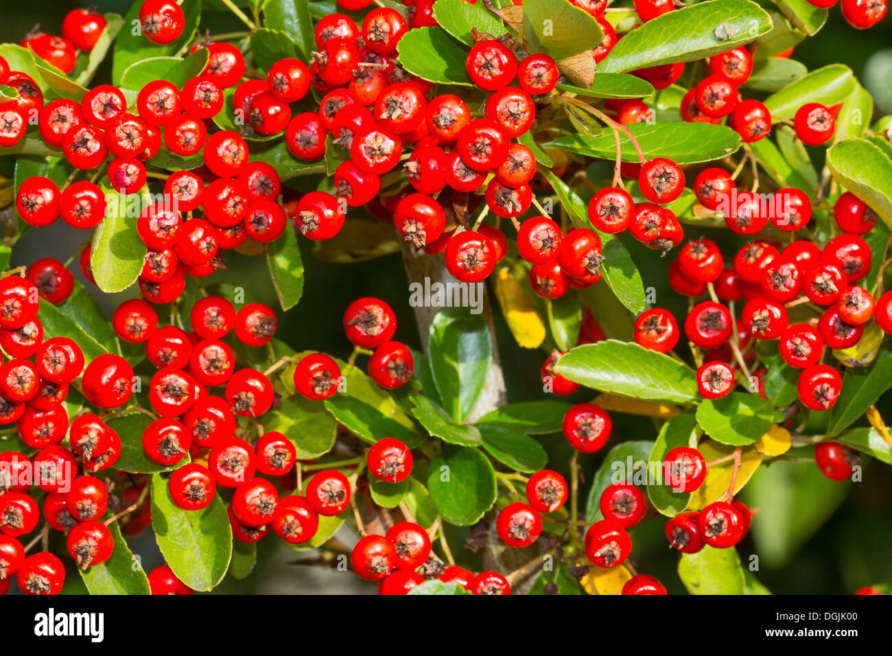 Pyracantha hi-res stock photography and images - Alamy