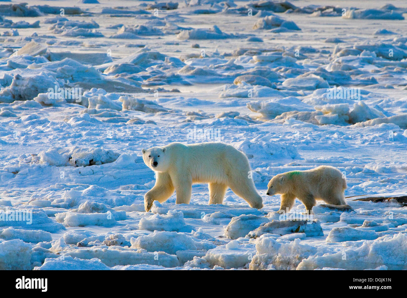 Polar Bear (Ursa maritimus) on sub-arctic Hudson Bay ice and snow ...