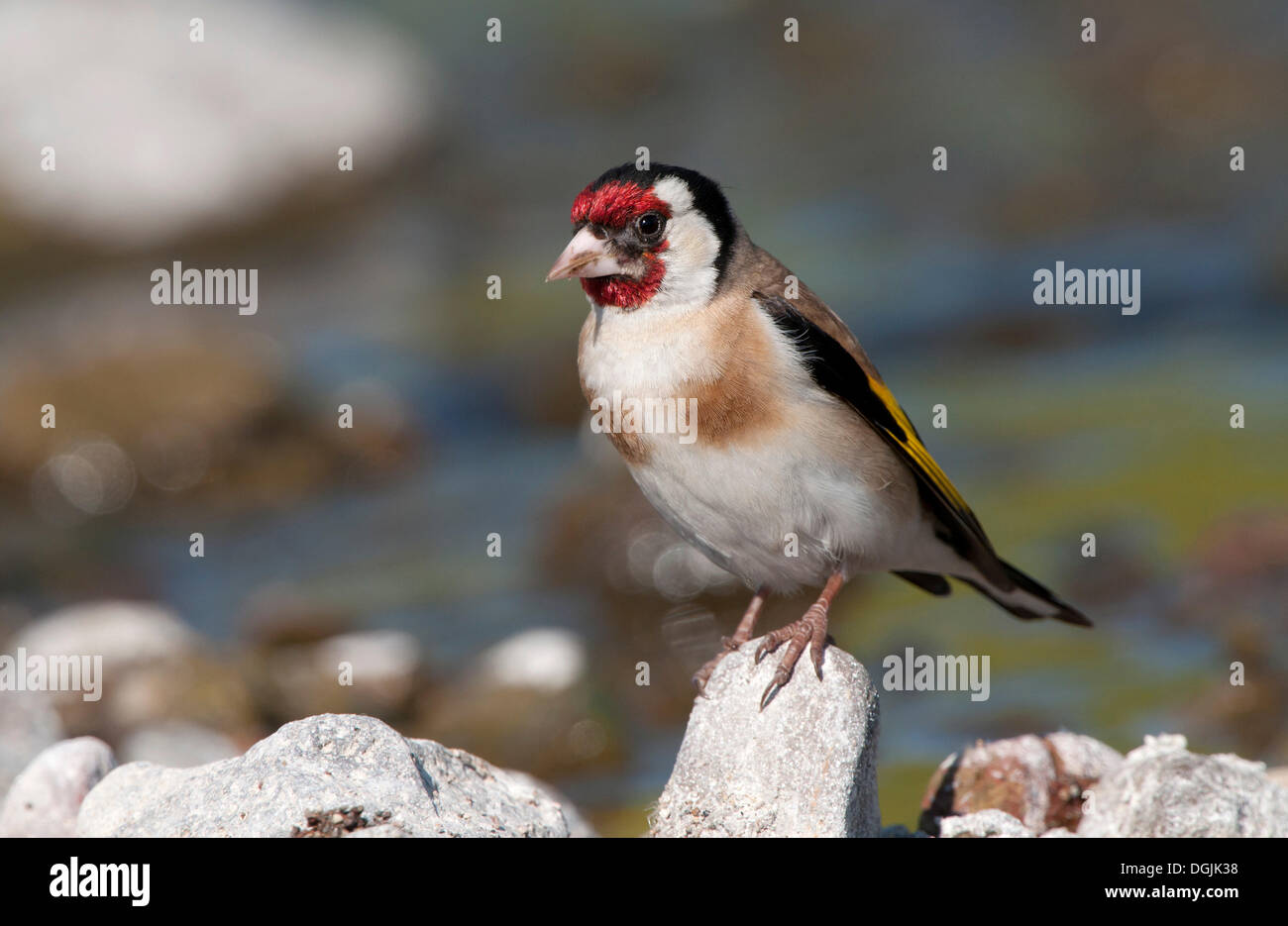 Goldfinch photos hi-res stock photography and images - Alamy
