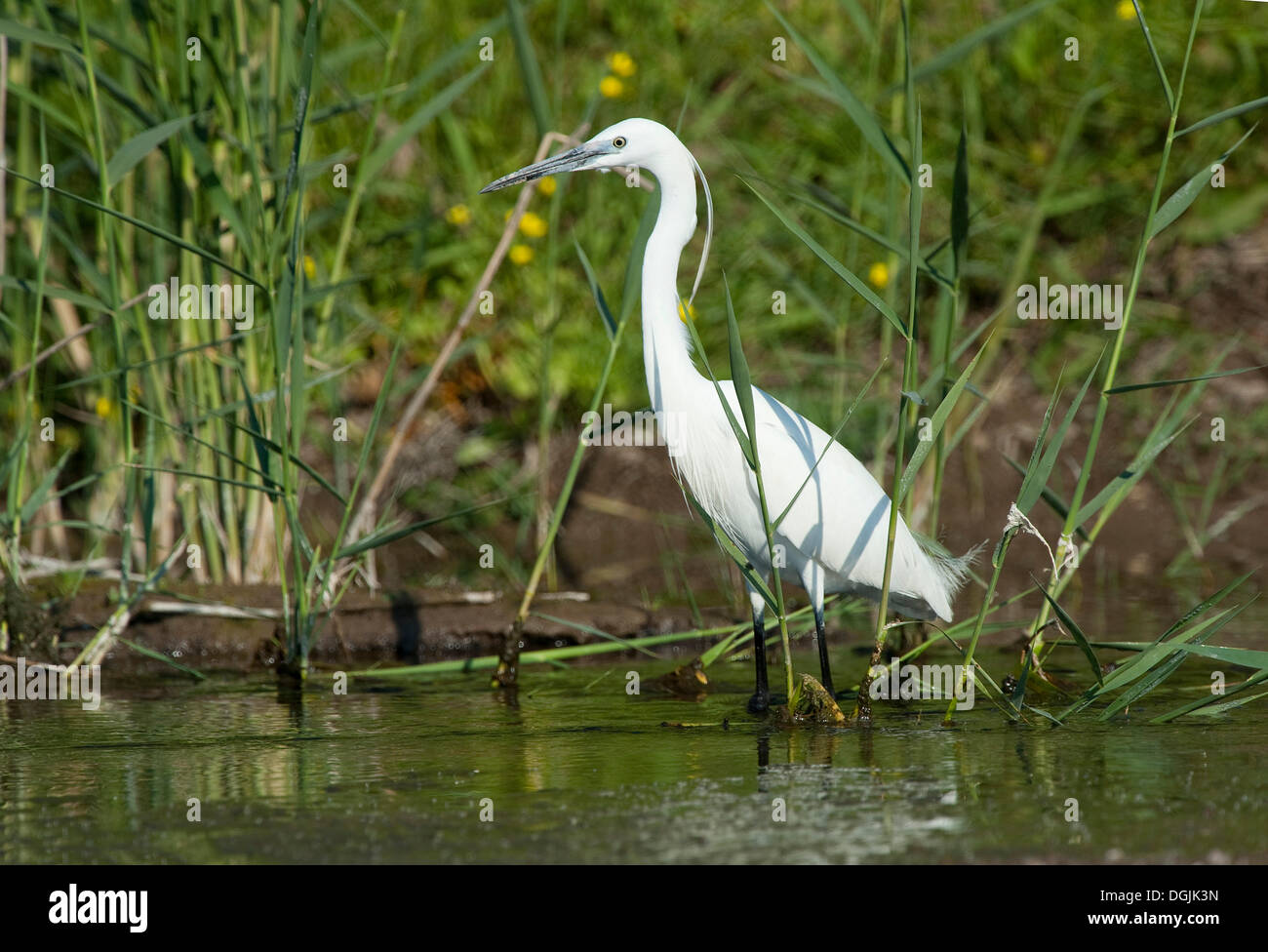 Little Egret (Egretta garzetta Stock Photo - Alamy