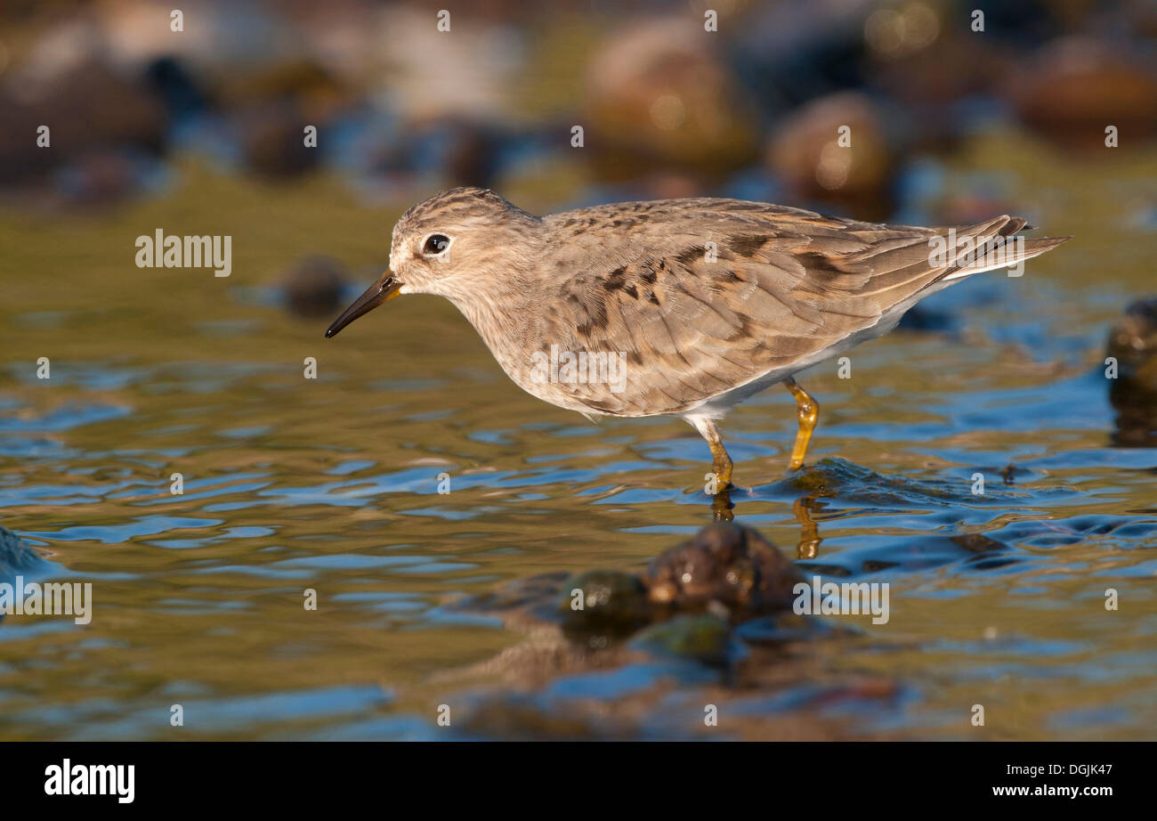 Temminck’s stints hi-res stock photography and images - Alamy