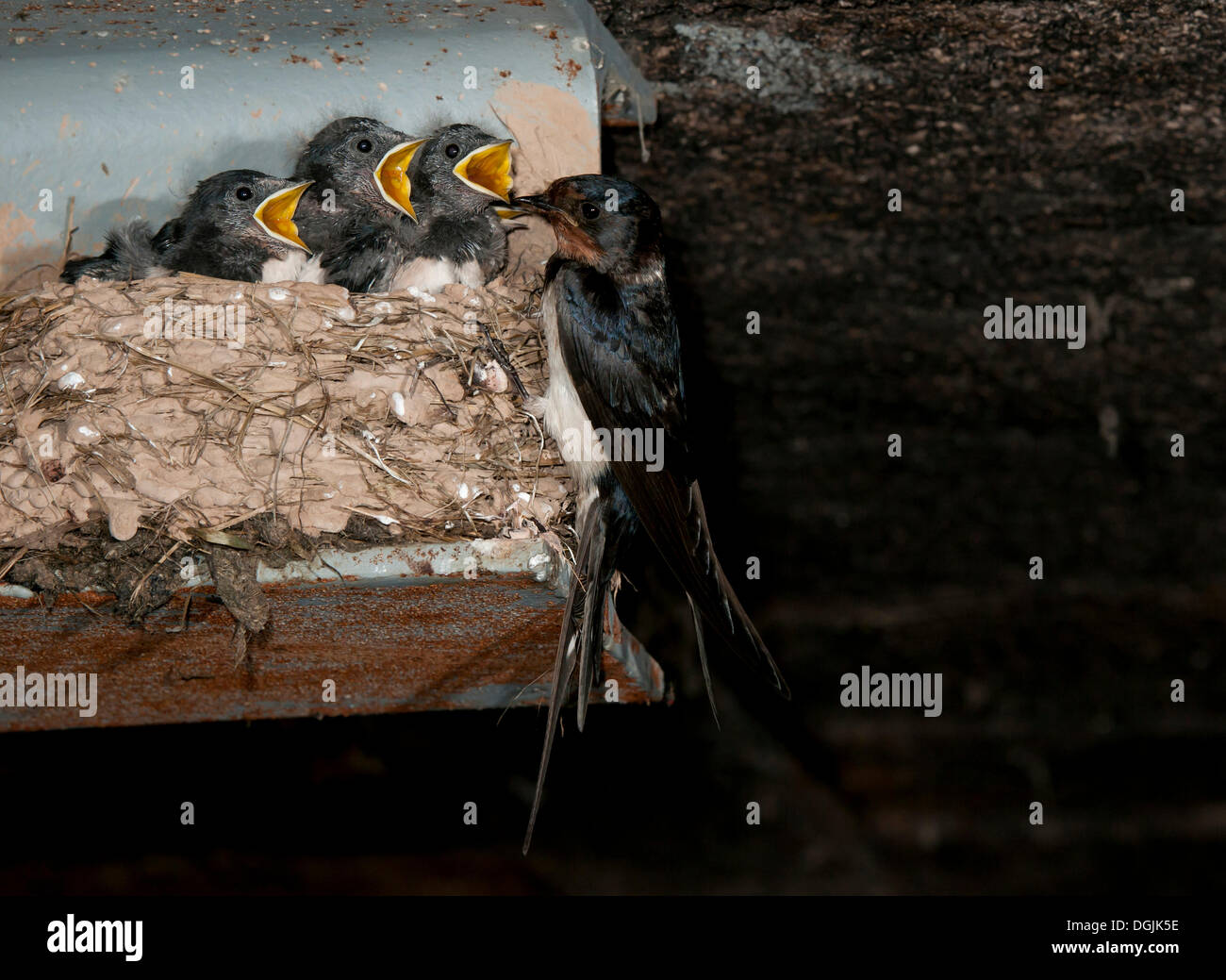 Barn swallows (Hirundo rustica) in the nest Stock Photo - Alamy
