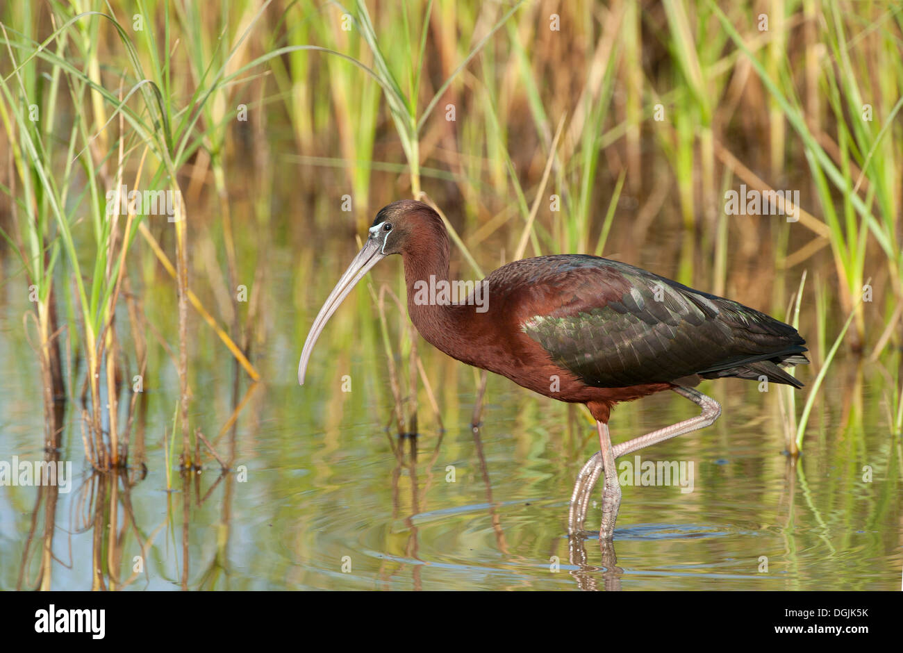 Glossy Ibis (Plegadis falcinellus Stock Photo - Alamy