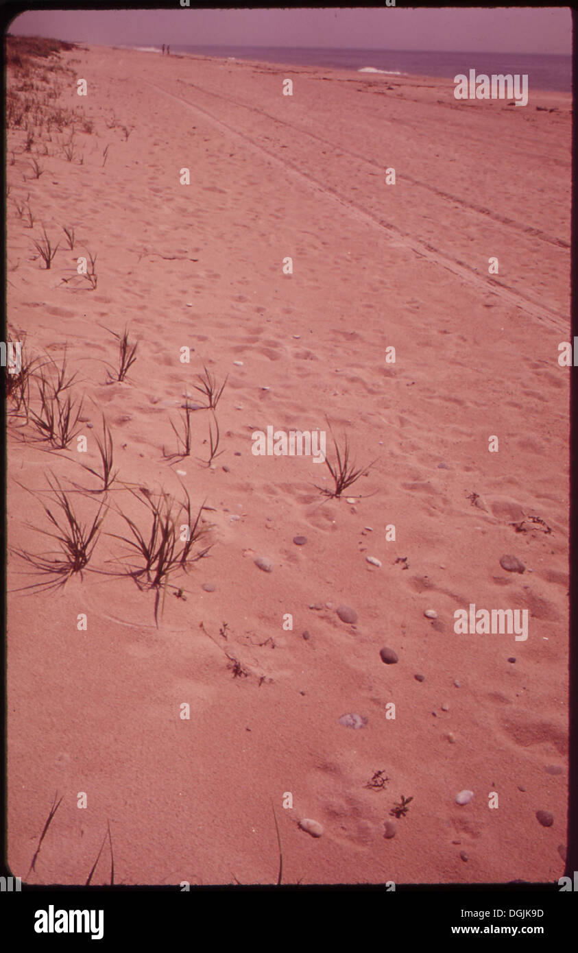 This image shows tracks on a sand dune, indicating movement across the ...