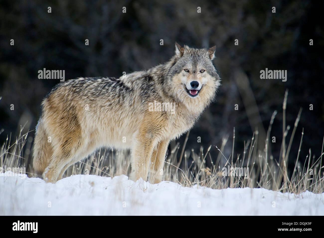 Male Gray Wolf (Canis lupus) Grey Wolf Portrait in fresh falling snow ...