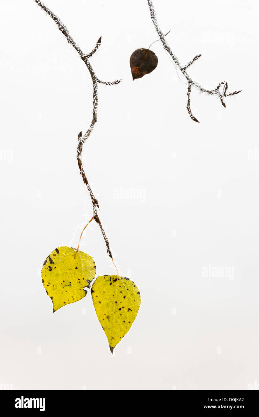 Trembling aspen hi-res stock photography and images - Alamy