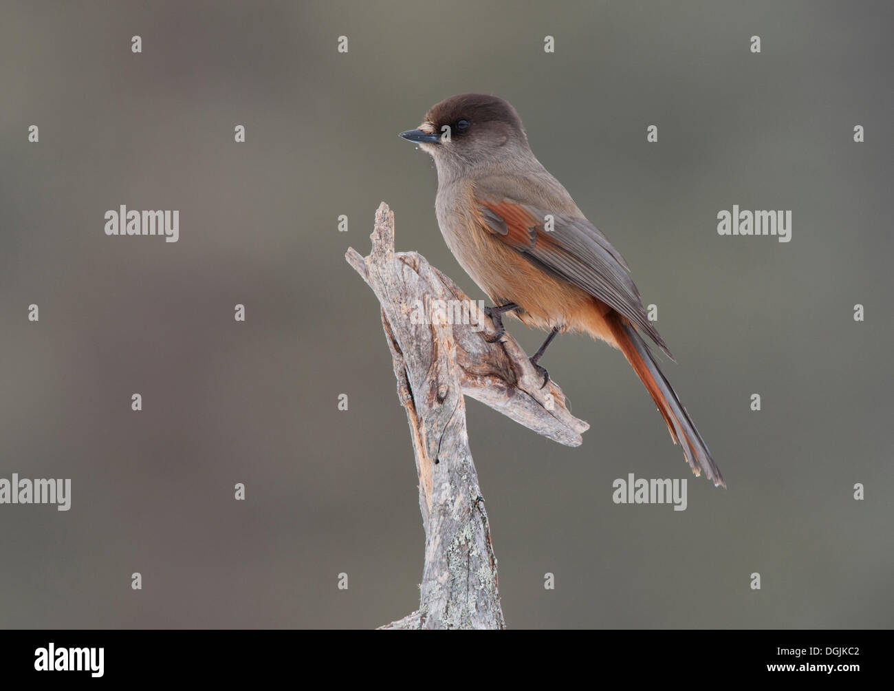 Siberian Jay (Perisoreus Infaustus Stock Photo - Alamy