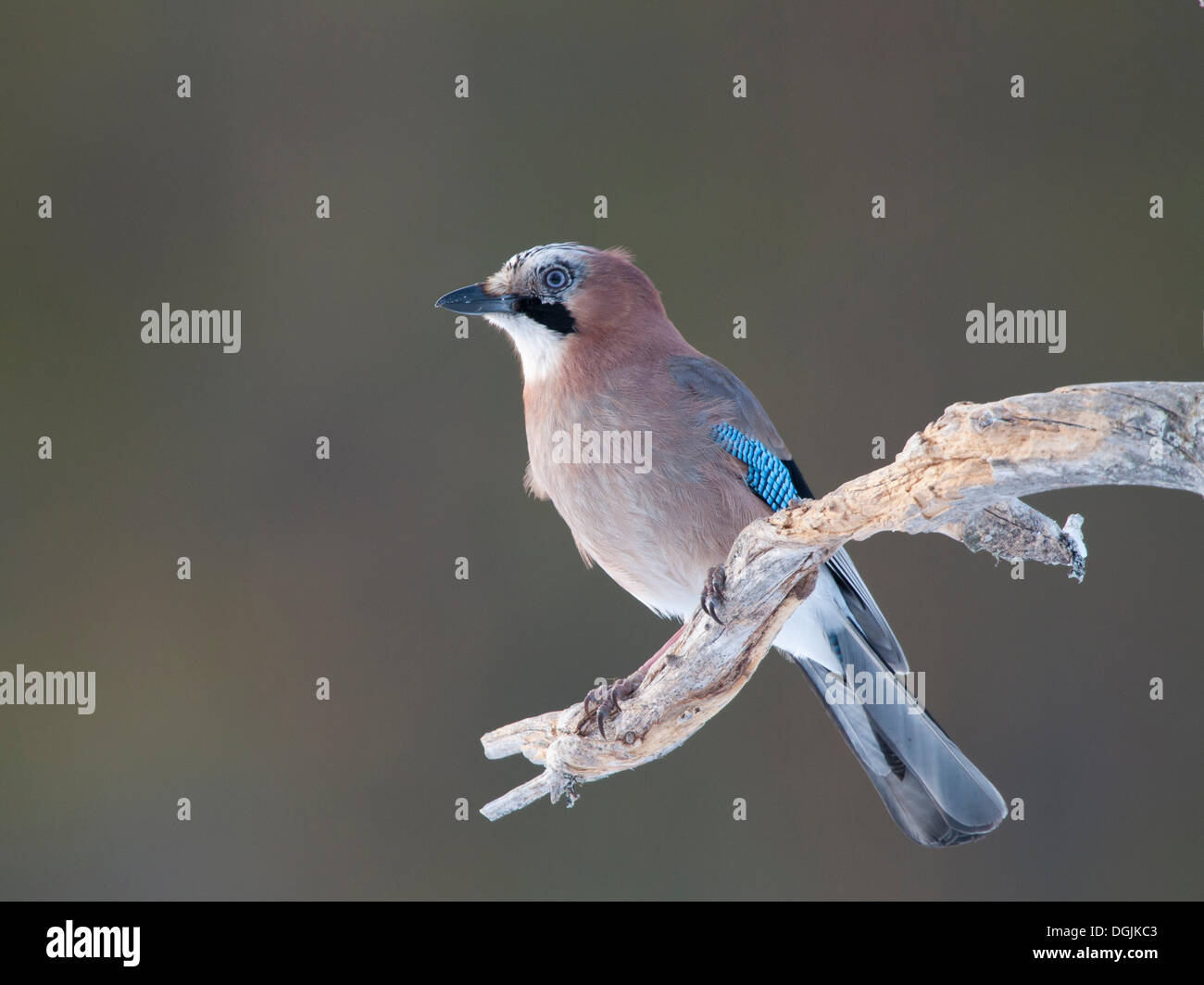 Photo of an eurasian jay hi-res stock photography and images - Alamy
