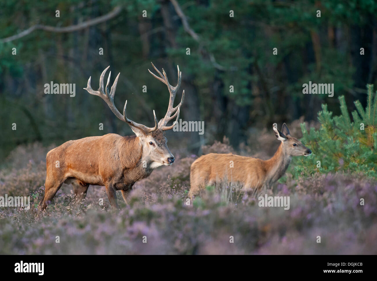 Red deer (Cervus elaphus), hind and stag Stock Photo - Alamy