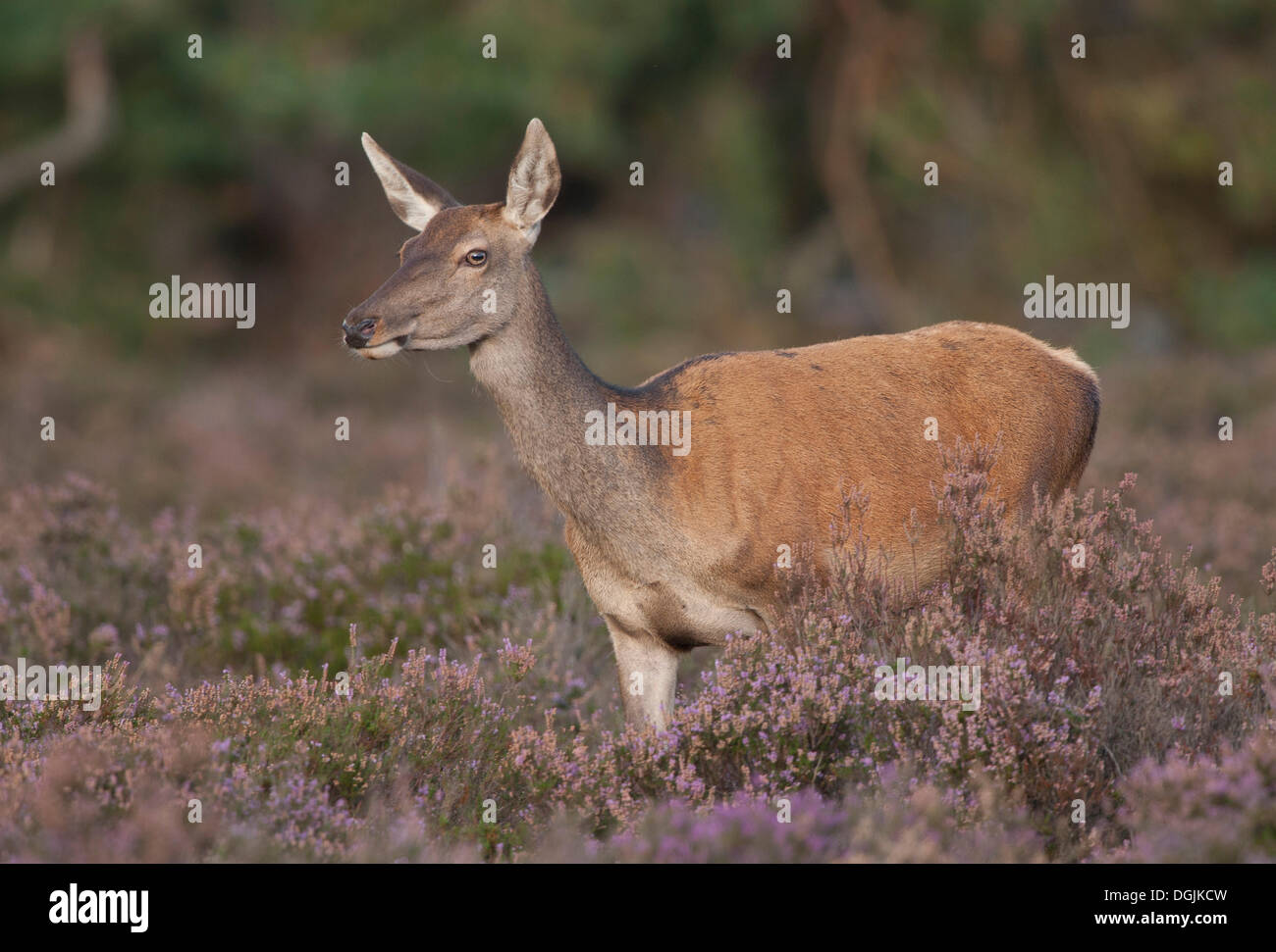 Red deer (Cervus elaphus), doe Stock Photo - Alamy