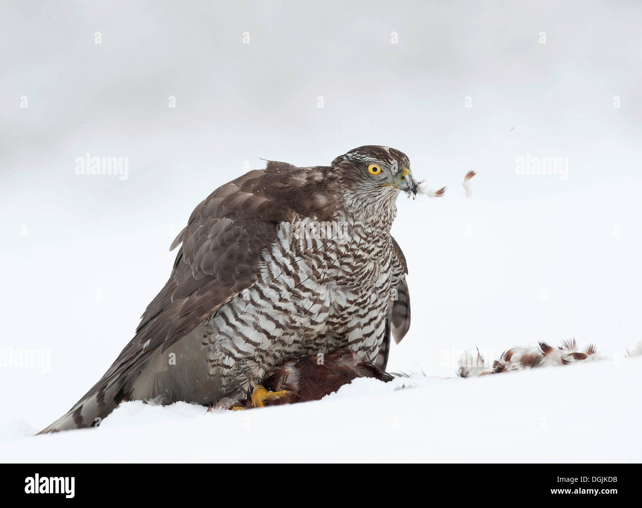 Goshawk (Accipiter gentilis) with prey, mallard Stock Photo - Alamy