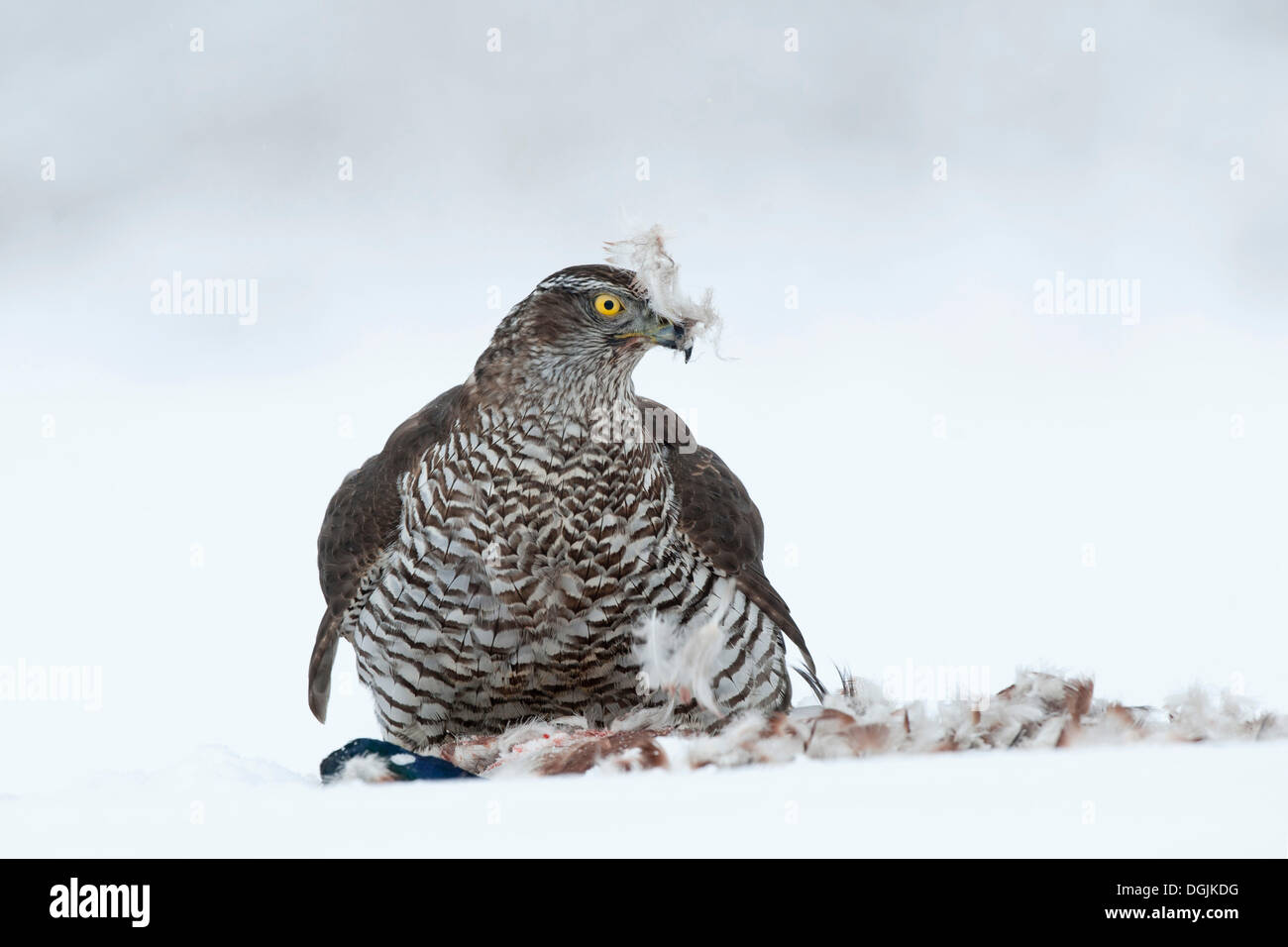 Northern Goshawk (Accipiter gentilis) with Mallard prey Stock Photo - Alamy