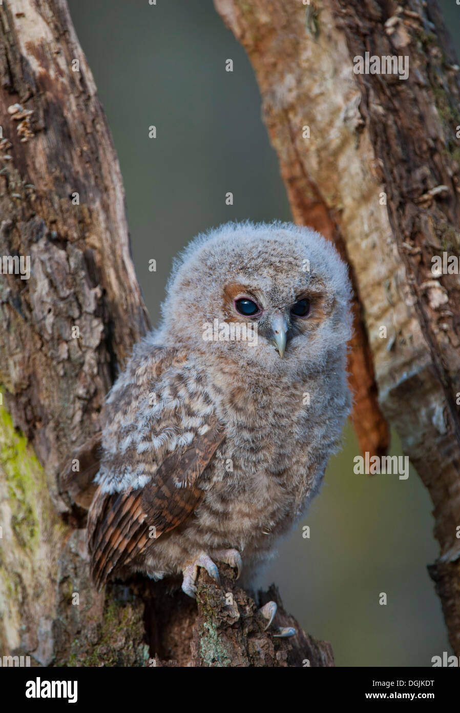 Tawny Owl (Strix aluco Stock Photo - Alamy