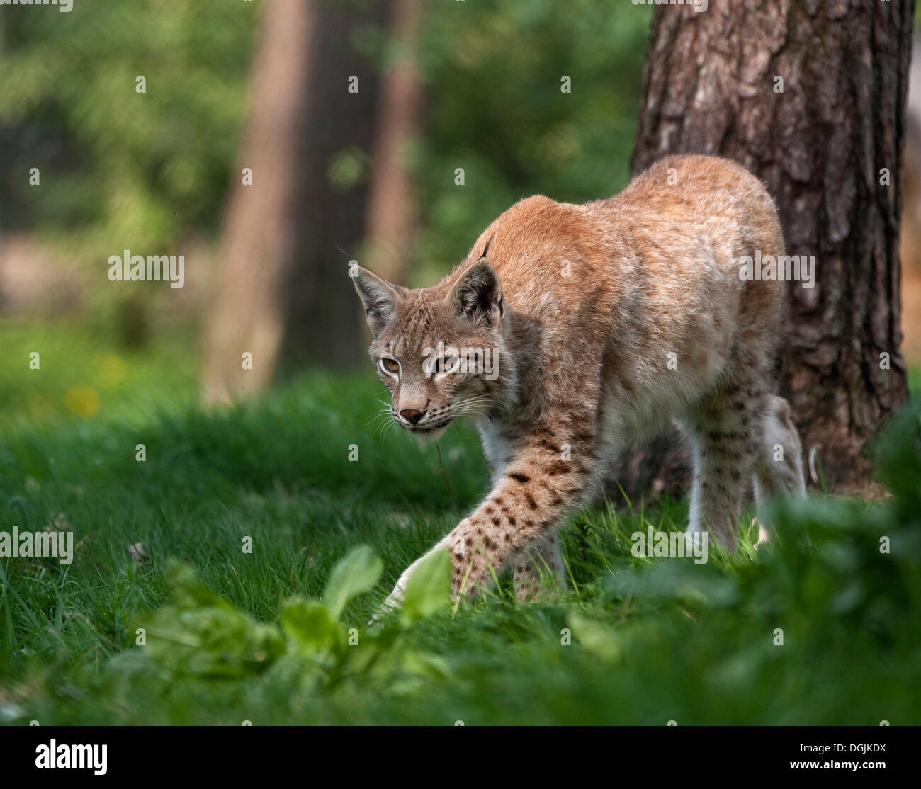 Northern Lynx (Lynx lynx Stock Photo - Alamy