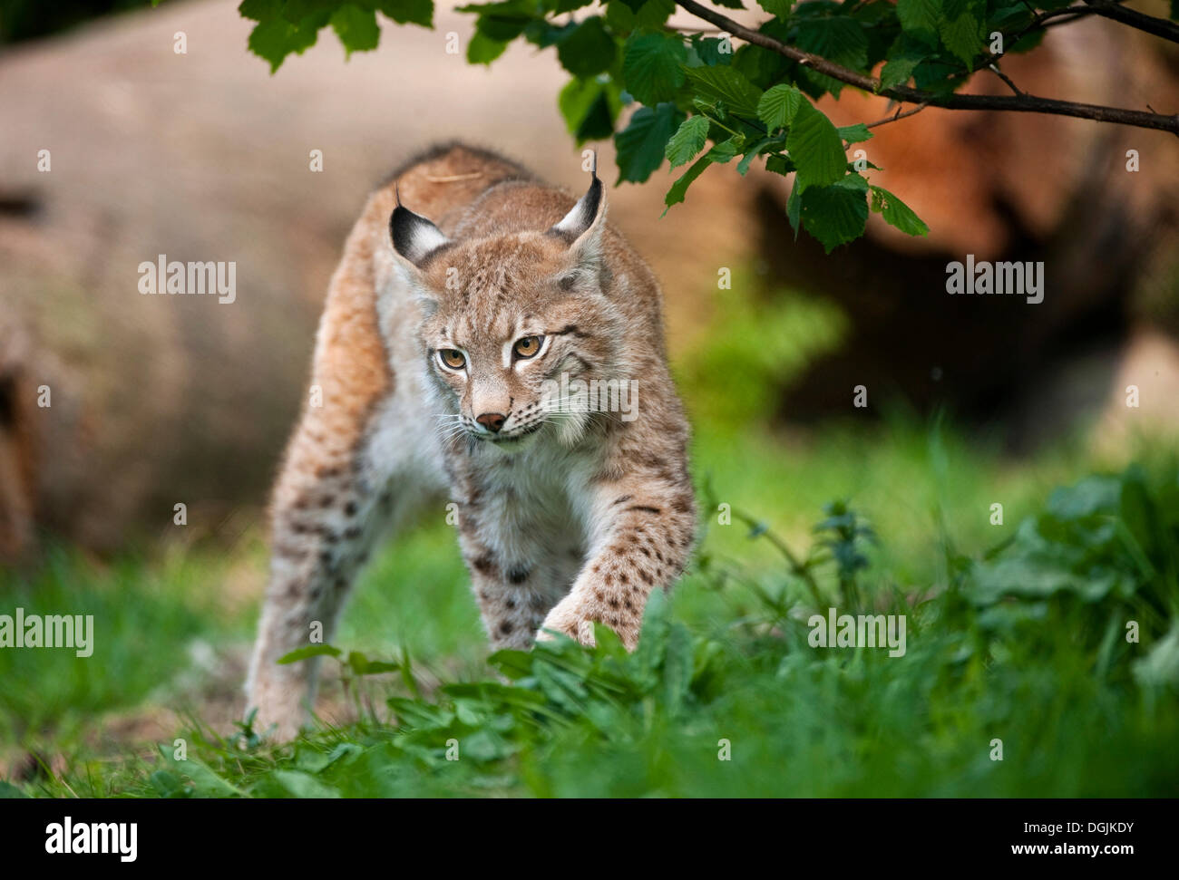 Northern Lynx (Lynx lynx Stock Photo - Alamy