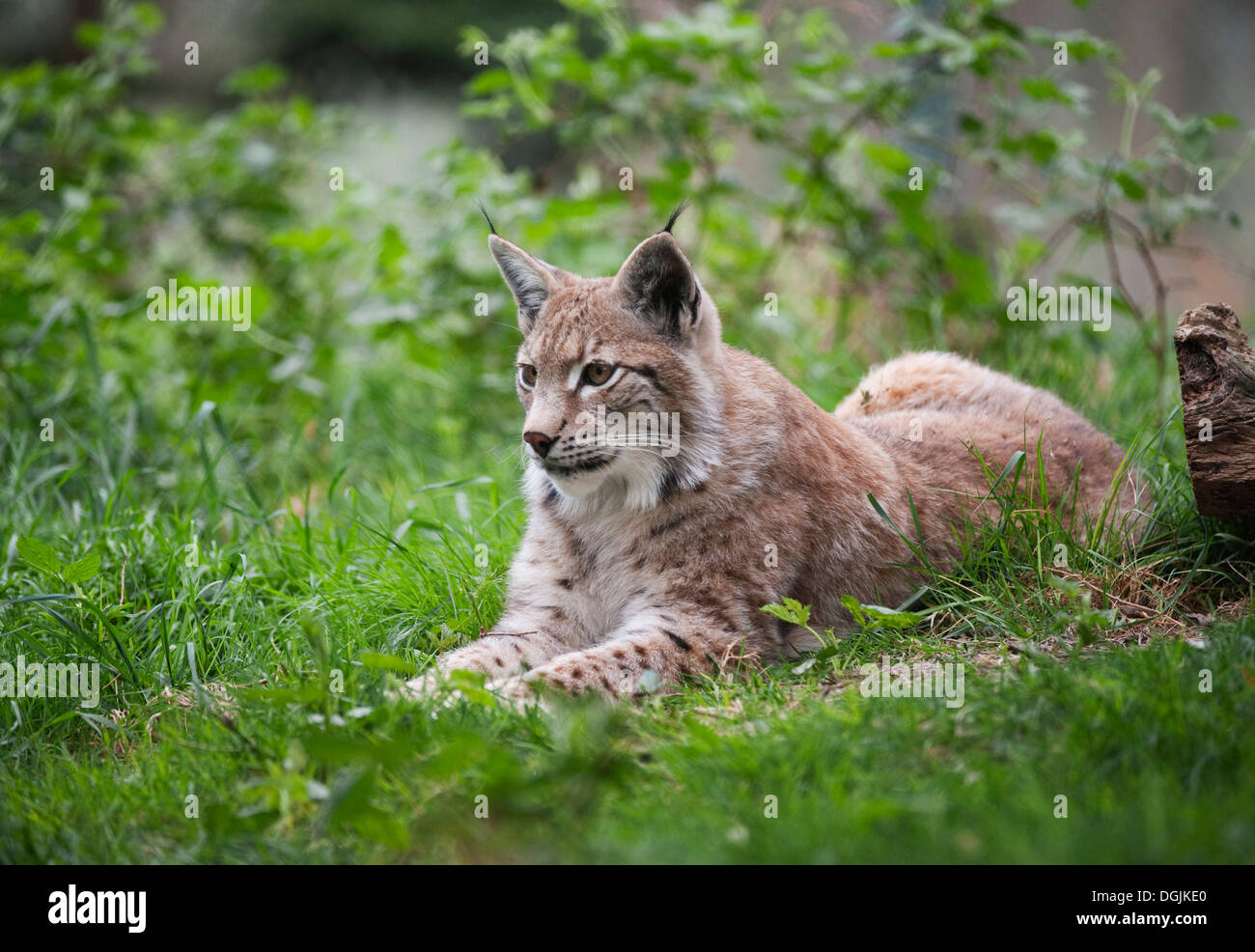 Northern Lynx (Lynx lynx Stock Photo - Alamy
