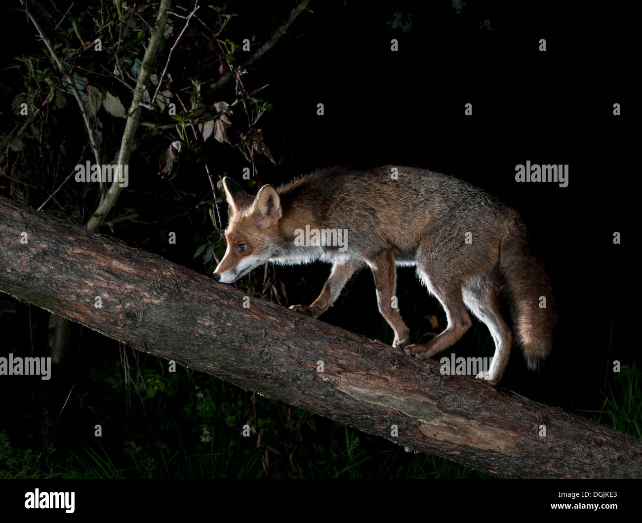 Red fox climbing hi-res stock photography and images - Alamy
