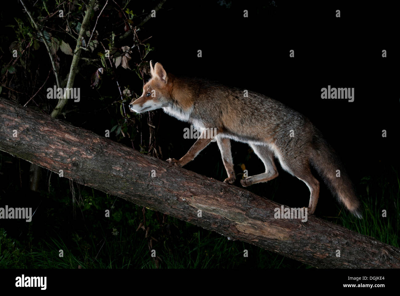 Red fox climbing hi-res stock photography and images - Alamy