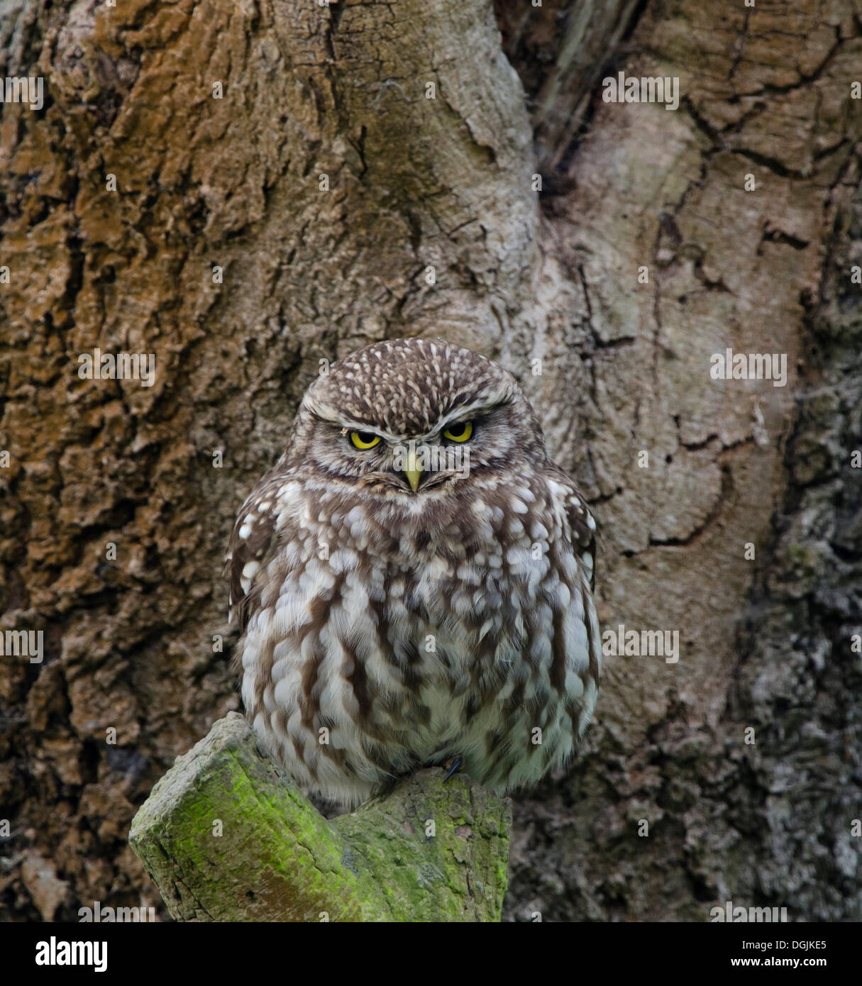 Strix noctua hi-res stock photography and images - Alamy