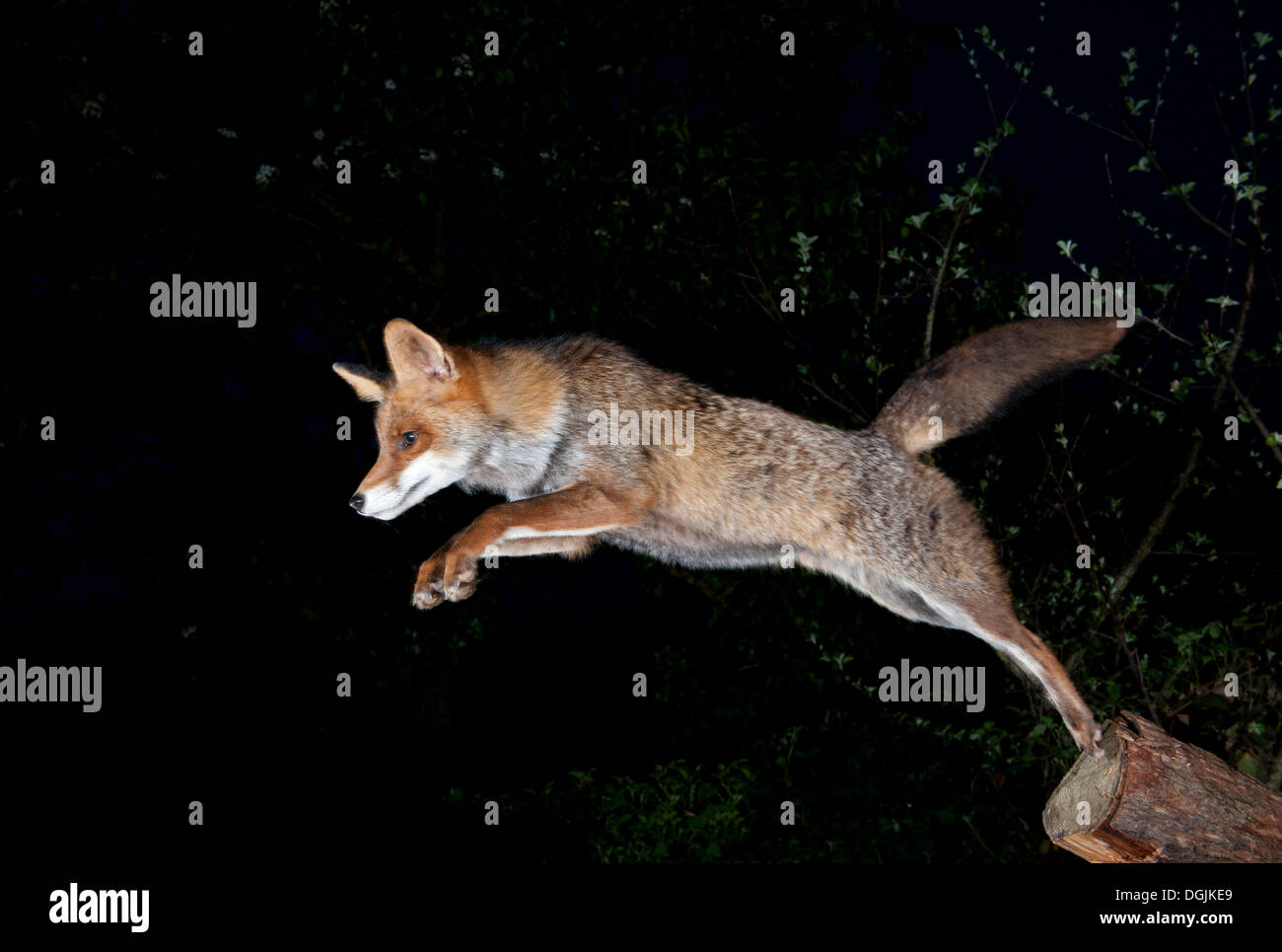 Jumping Fox High Resolution Stock Photography and Images - Alamy