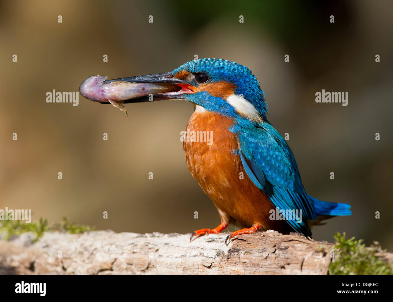 Kingfisher (Alcedo atthis) with prey in beak Stock Photo - Alamy