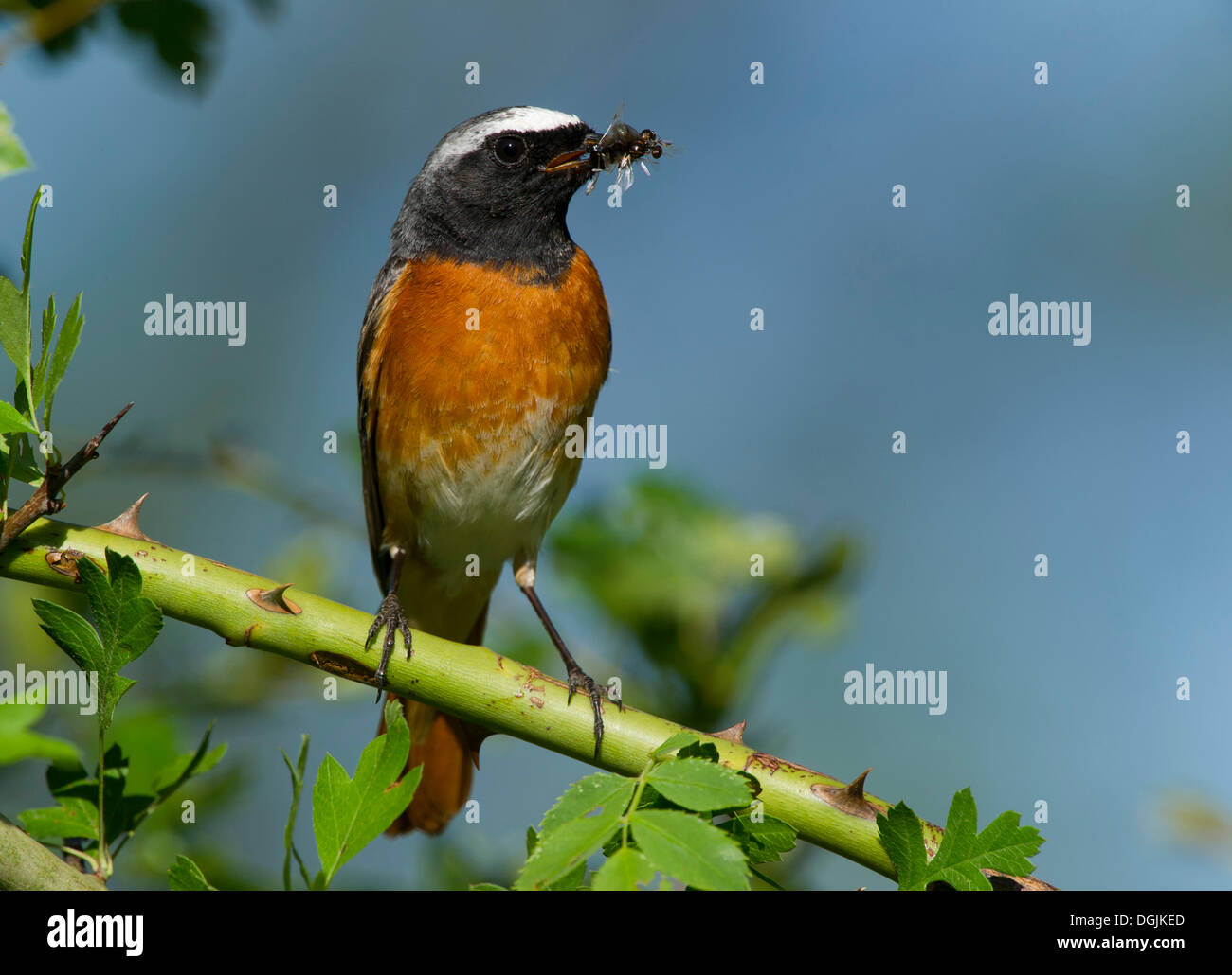 Common redstart (Phoenicurus phoenicurus Stock Photo - Alamy