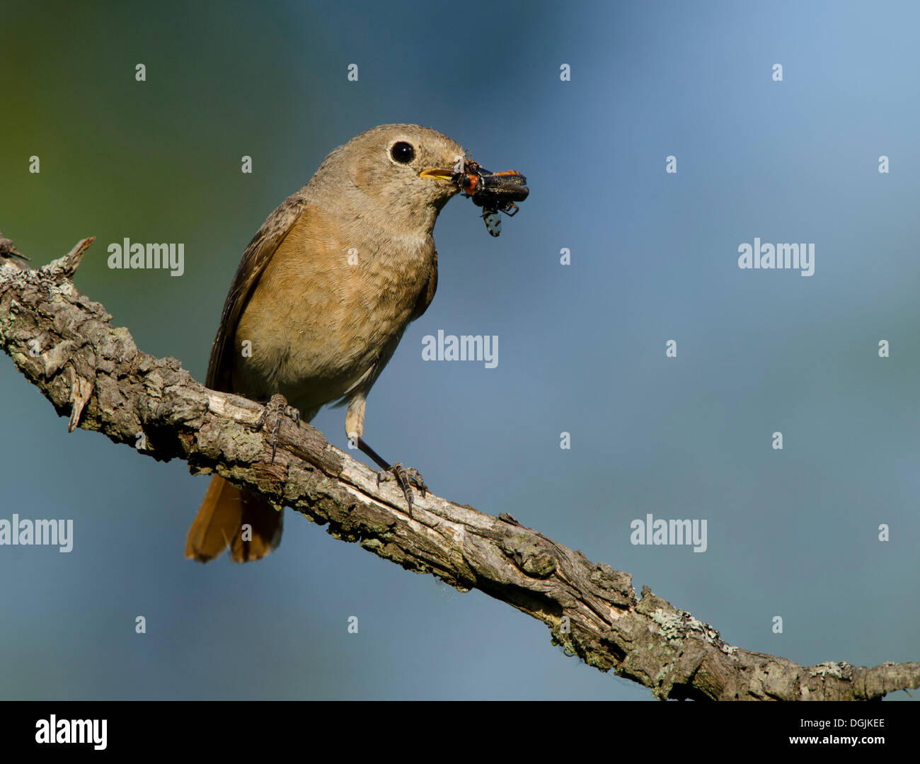 Common redstart (Phoenicurus phoenicurus Stock Photo - Alamy