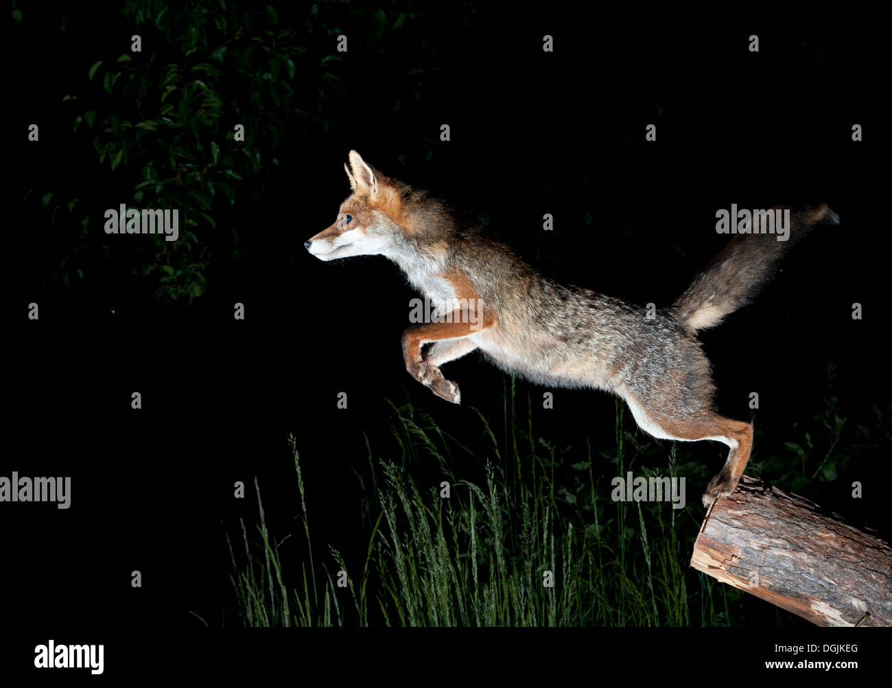 Leaping fox hi-res stock photography and images - Alamy