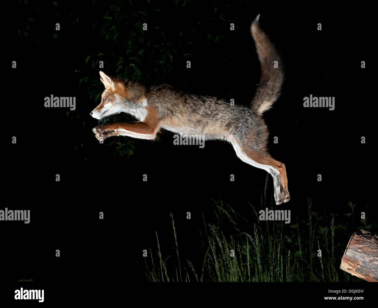 Leaping fox hi-res stock photography and images - Alamy