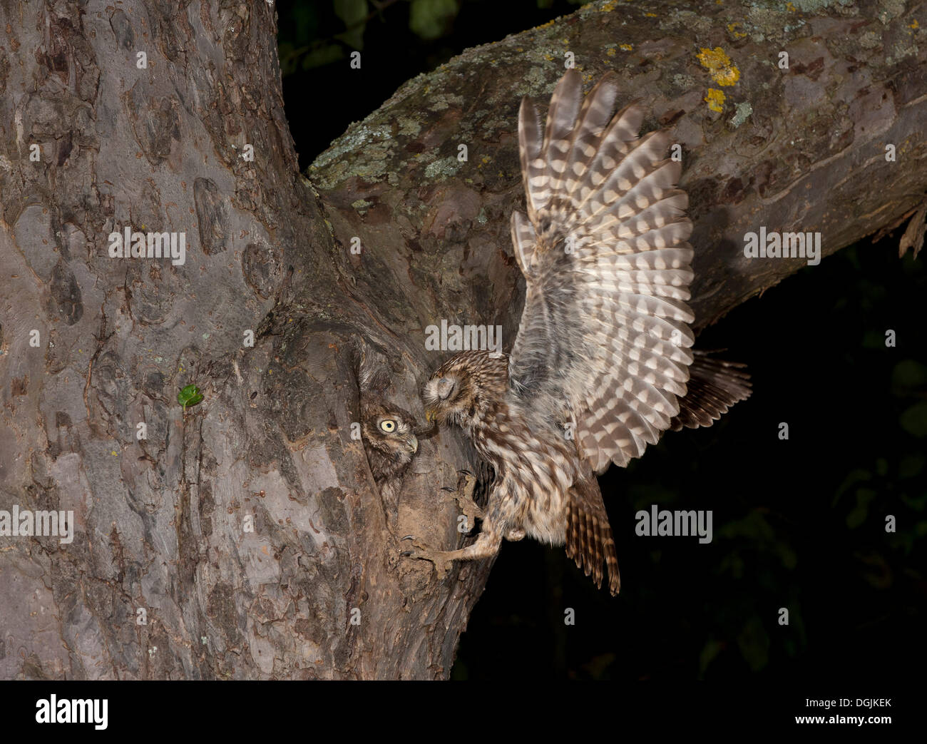 Owl nest hi-res stock photography and images - Alamy