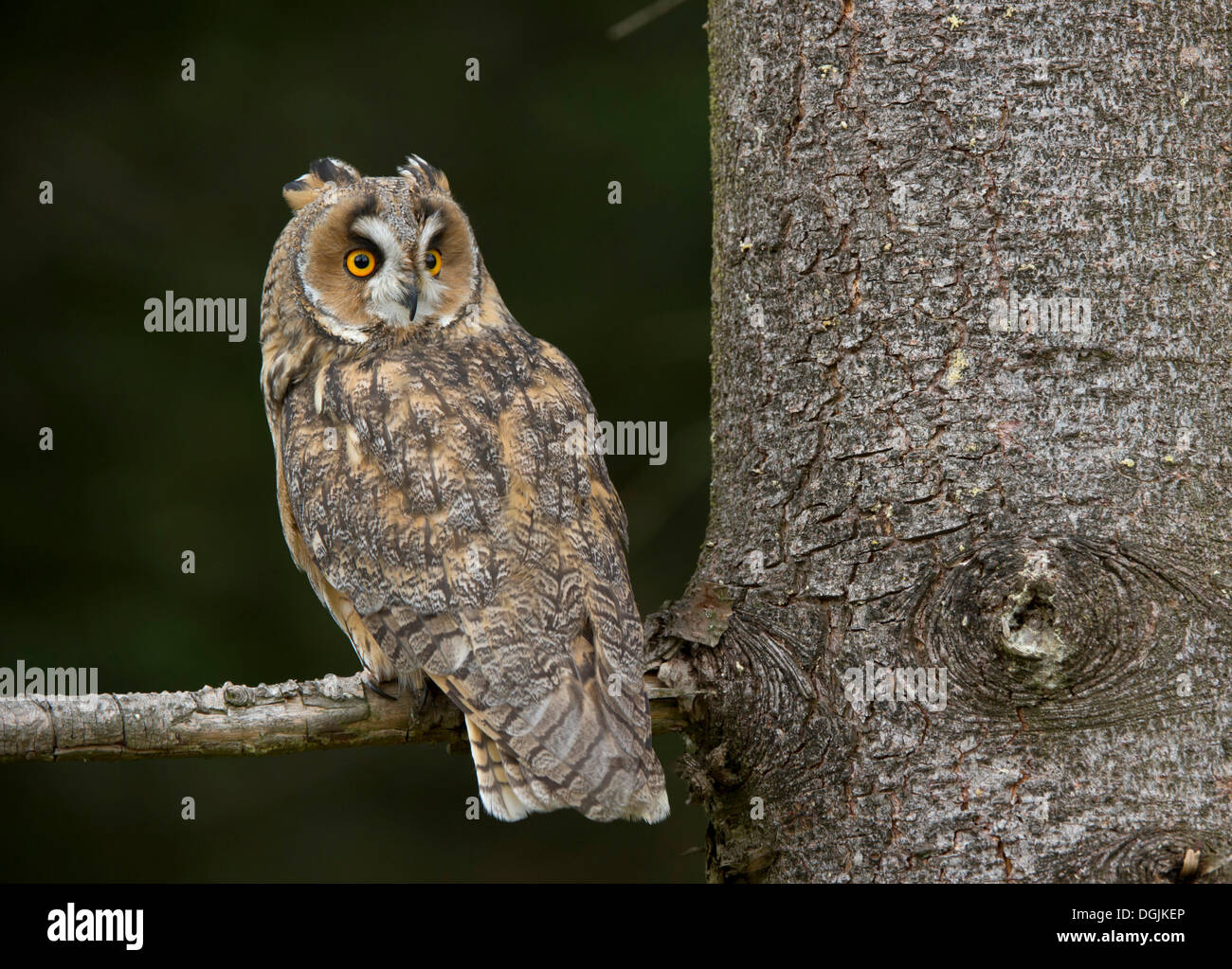 Rear view of owl hi-res stock photography and images - Alamy