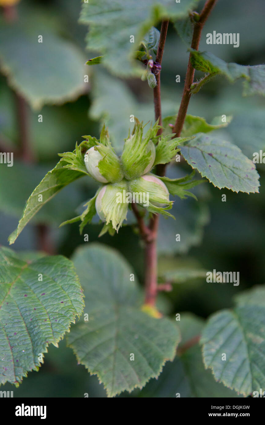 Hazel Nuts growing on Hazel Tree, Corylus avellana, Yorkshire Dales, UK ...