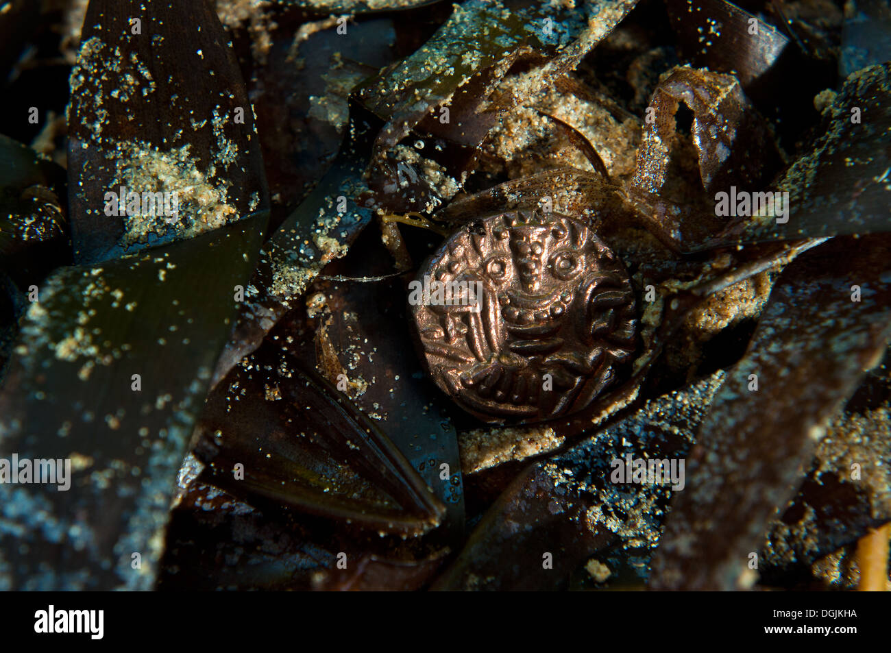 ancient kashmir coin with Didda Rani in studio setting Stock Photo - Alamy