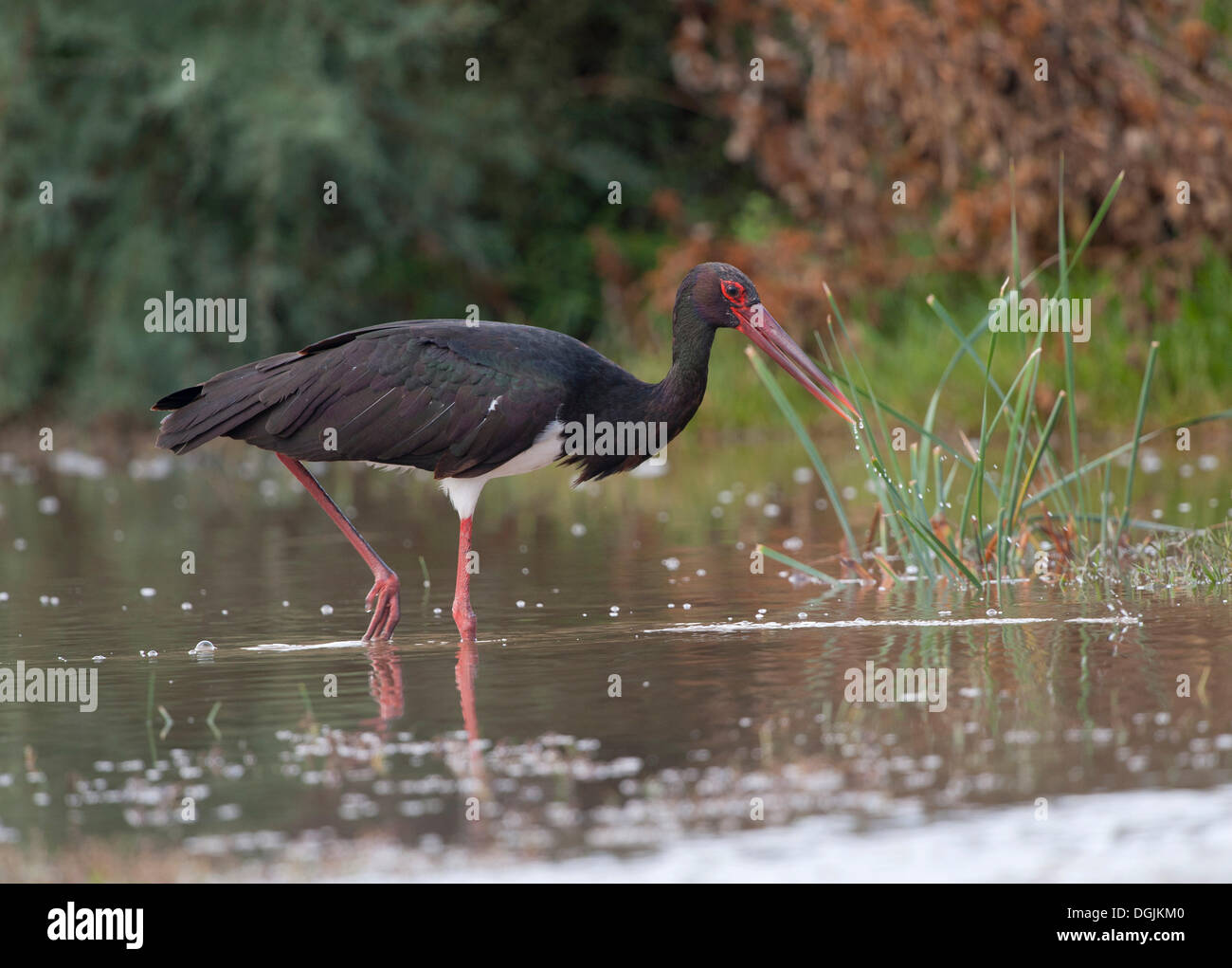 Black Stork (Ciconia nigra), Eifel range near Bitburg, Rhineland ...