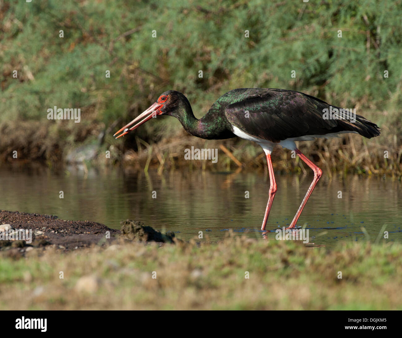 Black Stork (Ciconia nigra), Eifel range near Bitburg, Rhineland ...
