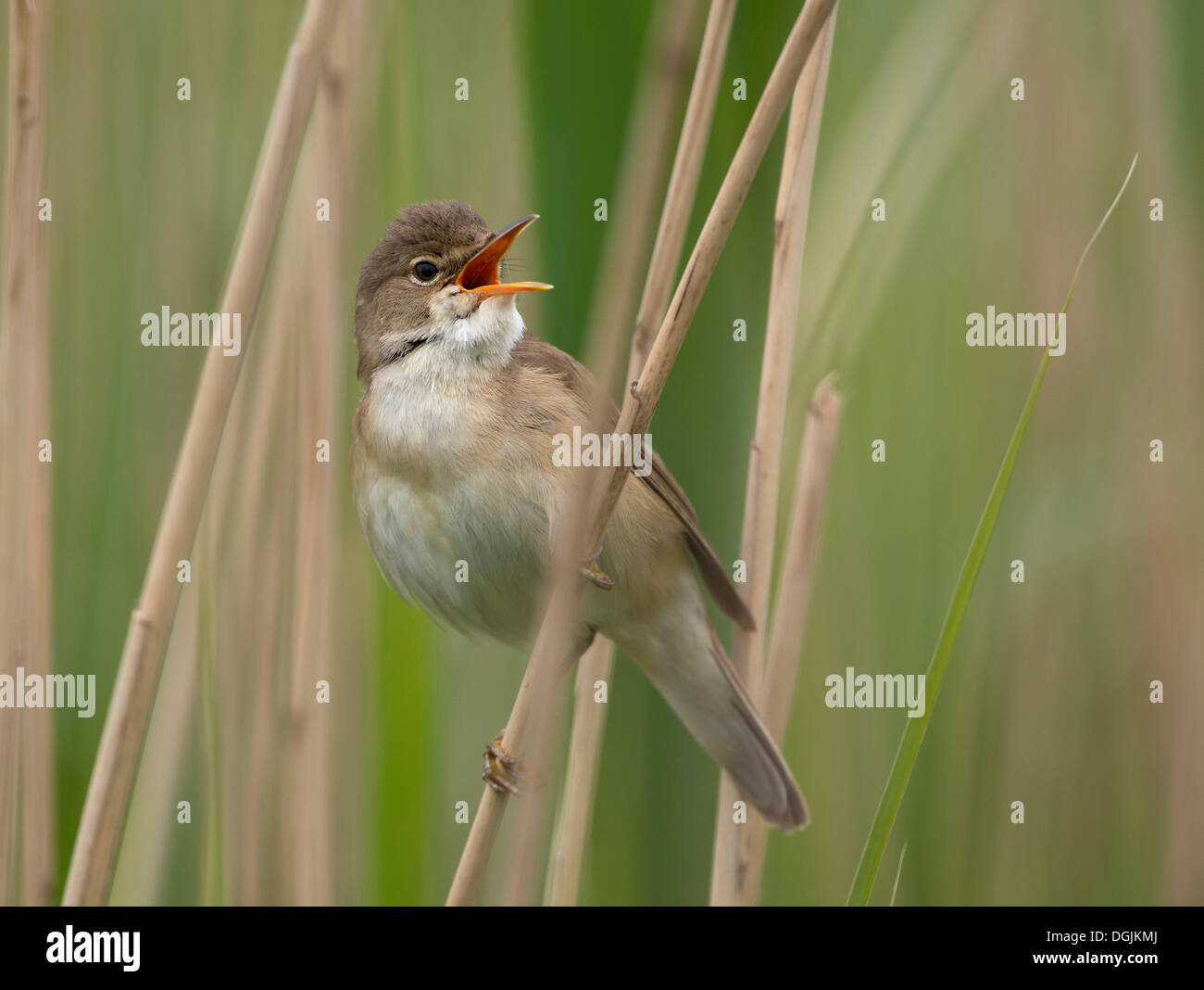 Eurasian Reed Warbler (Acrocephalus scirpaceus), Texel, The Netherlands ...