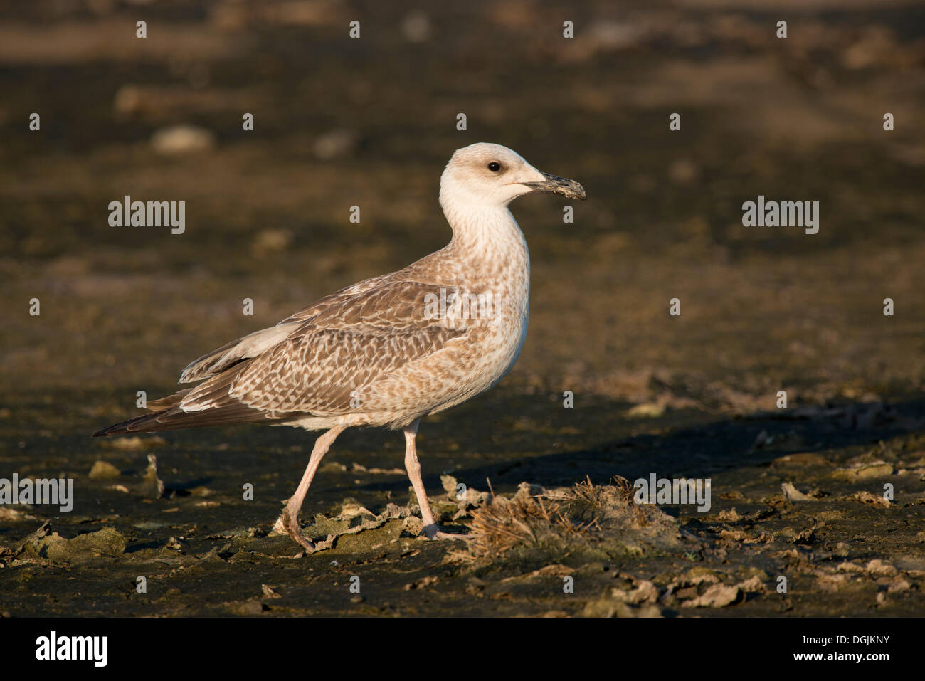 Gull of greece hi-res stock photography and images - Alamy